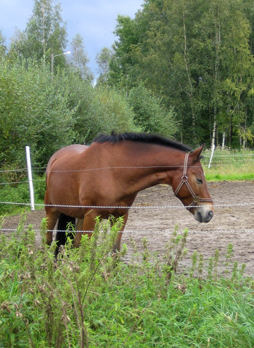 Papunetin kuvapankki