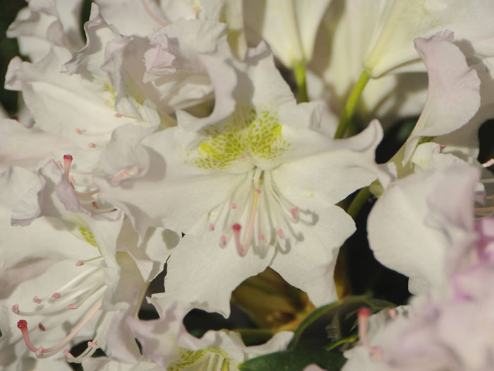 Papunetin kuvapankki