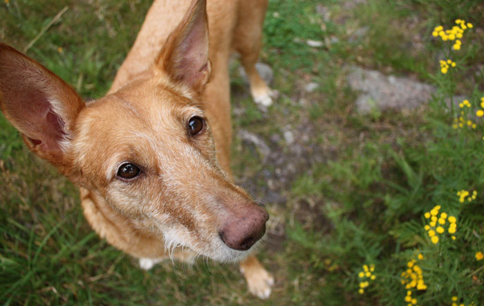 Papunetin kuvapankki