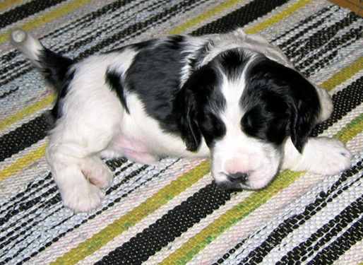 Papunetin kuvapankki