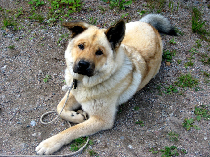 Papunetin kuvapankki