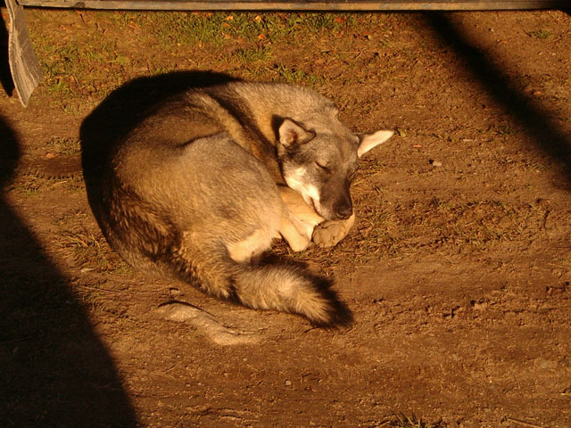 Papunetin kuvapankki