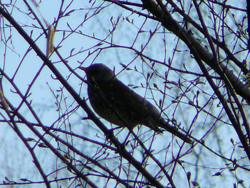 Papunetin kuvapankki