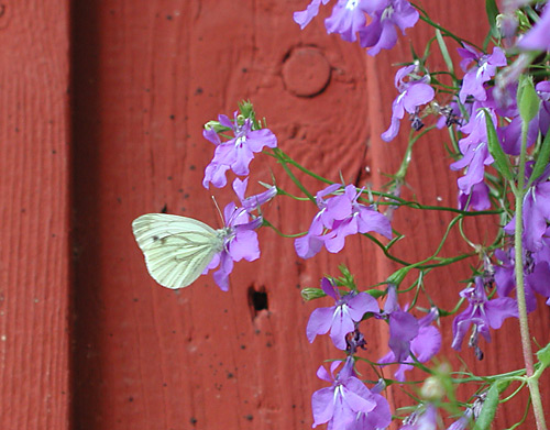 Papunetin kuvapankki