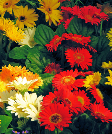 Papunetin kuvapankki