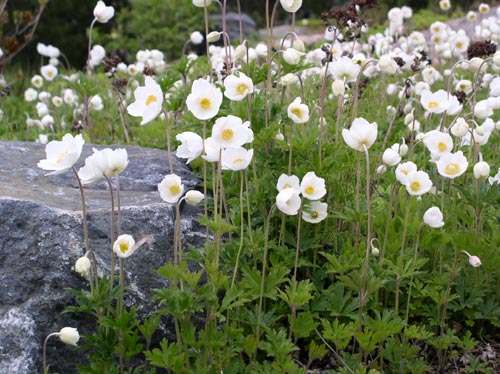 Papunetin kuvapankki