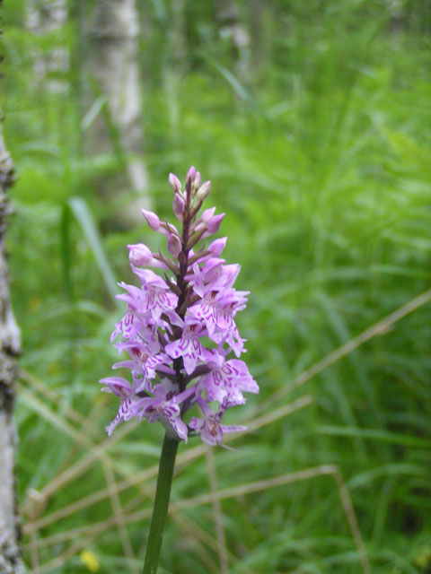 Papunetin kuvapankki