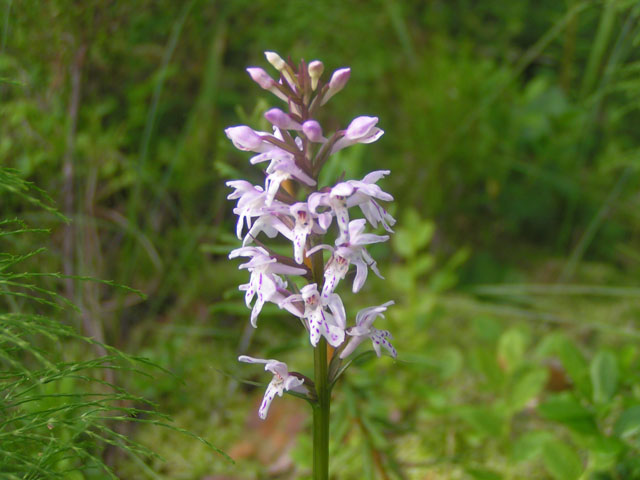 Papunetin kuvapankki