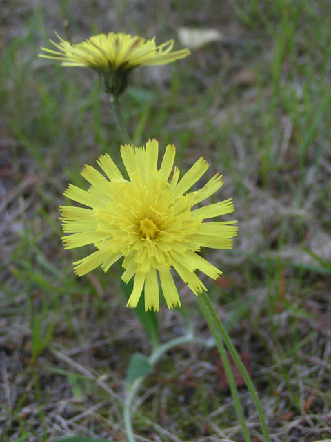 Papunetin kuvapankki