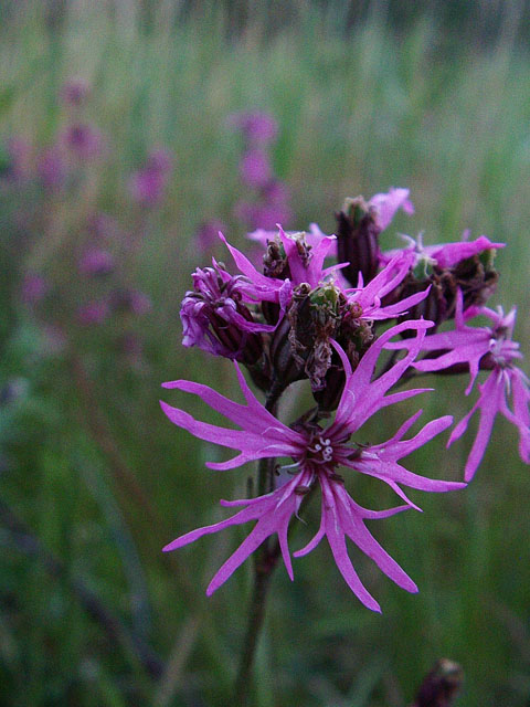 Papunetin kuvapankki