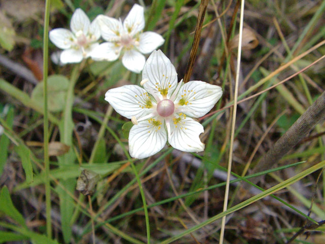 Papunetin kuvapankki