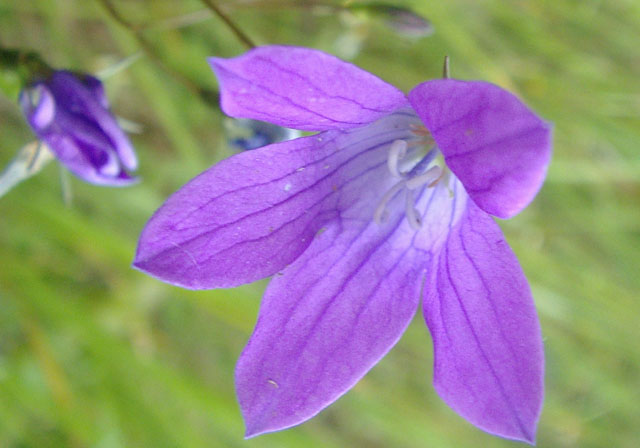 Papunetin kuvapankki