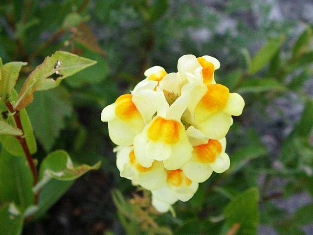 Papunetin kuvapankki